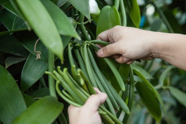 【What is Vanilla?】A Complete Guide to Vanilla – Its Origins and Uses