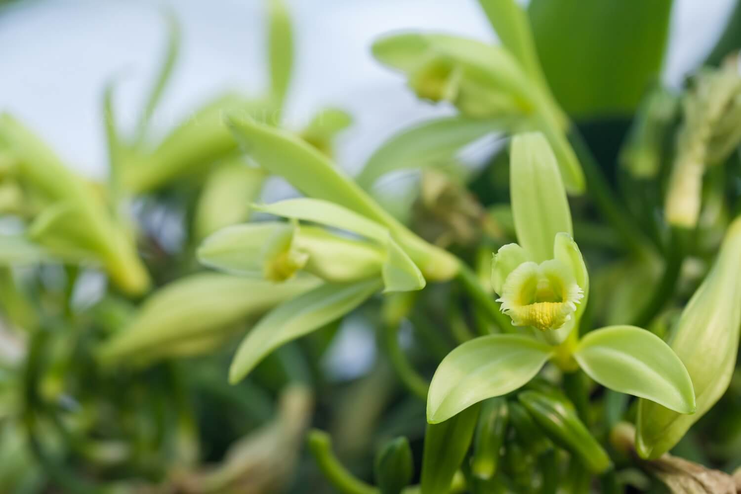 【What is Vanilla?】A Complete Guide to Vanilla – Its Origins and Uses