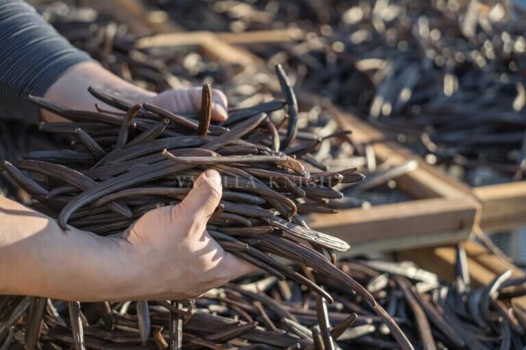 【What is Vanilla?】A Complete Guide to Vanilla – Its Origins and Uses