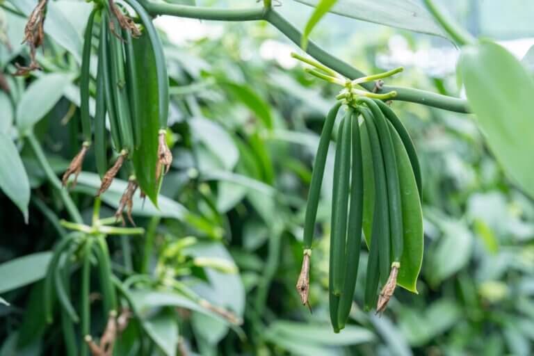 【What is Vanilla?】A Complete Guide to Vanilla – Its Origins and Uses