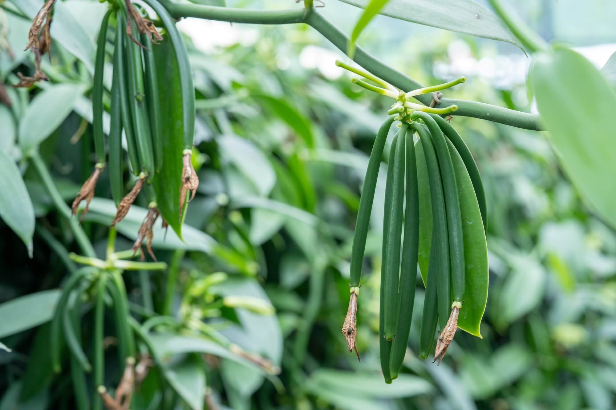 【What is Vanilla?】A Complete Guide to Vanilla – Its Origins and Uses