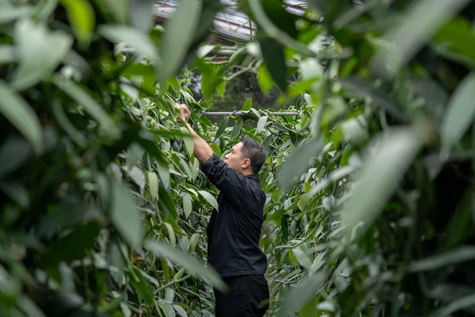 【What is Vanilla?】A Complete Guide to Vanilla – Its Origins and Uses