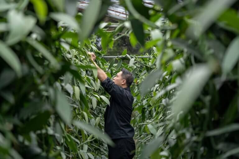 【What is Vanilla?】A Complete Guide to Vanilla – Its Origins and Uses