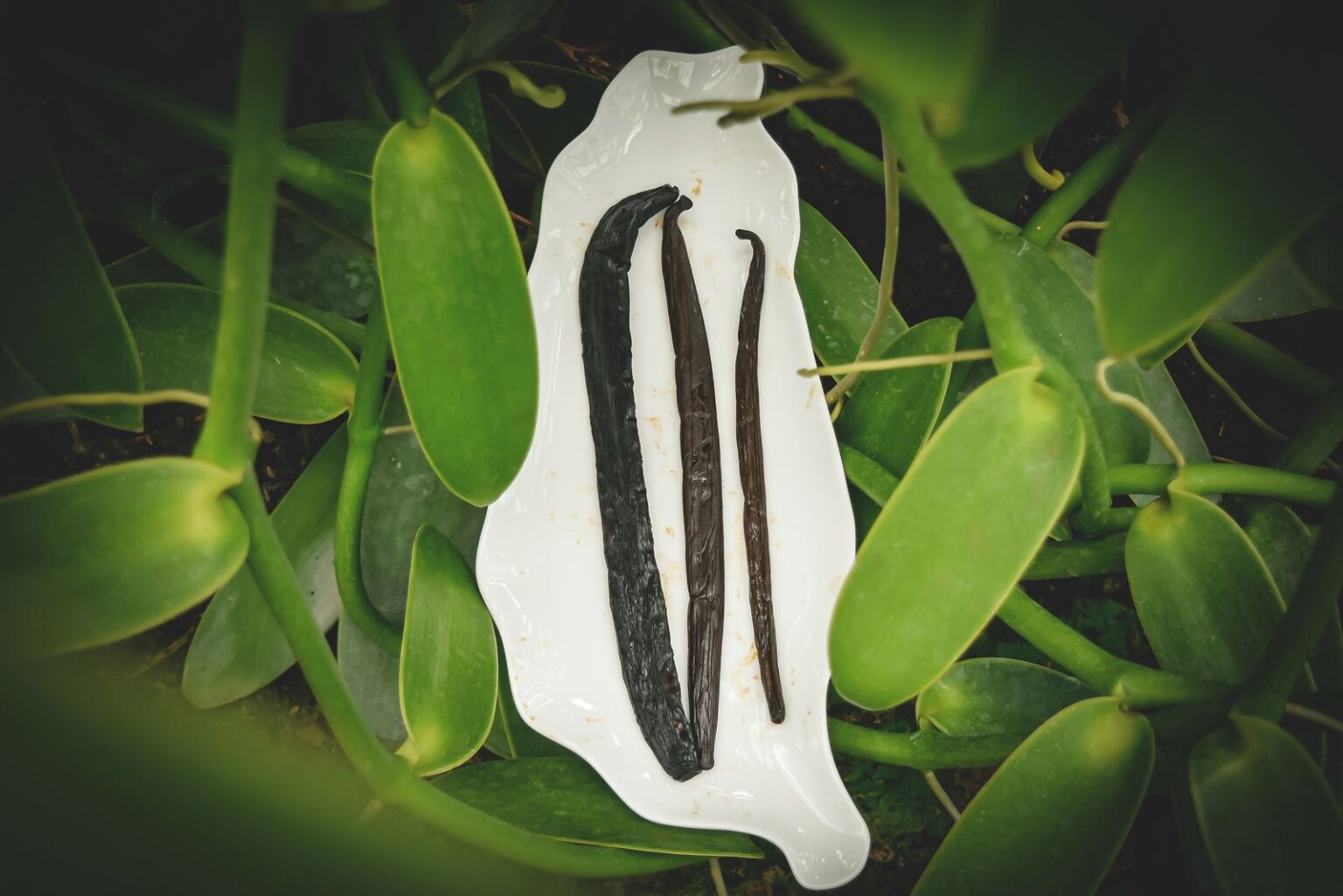 【What is Vanilla?】A Complete Guide to Vanilla – Its Origins and Uses